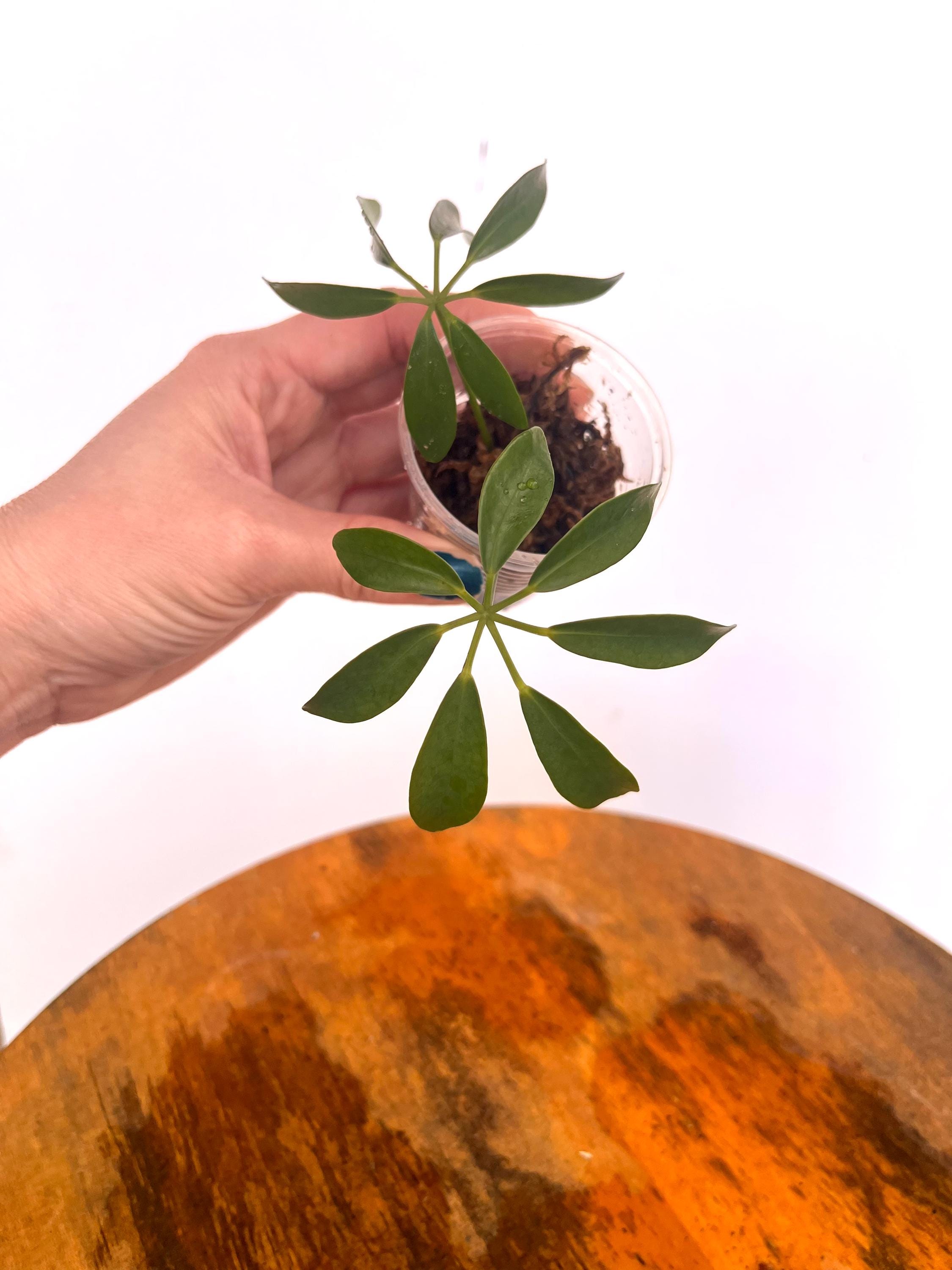 Umbrella Plant / Schefflera Arboricola Starter Plant Cutting / Easy to ...