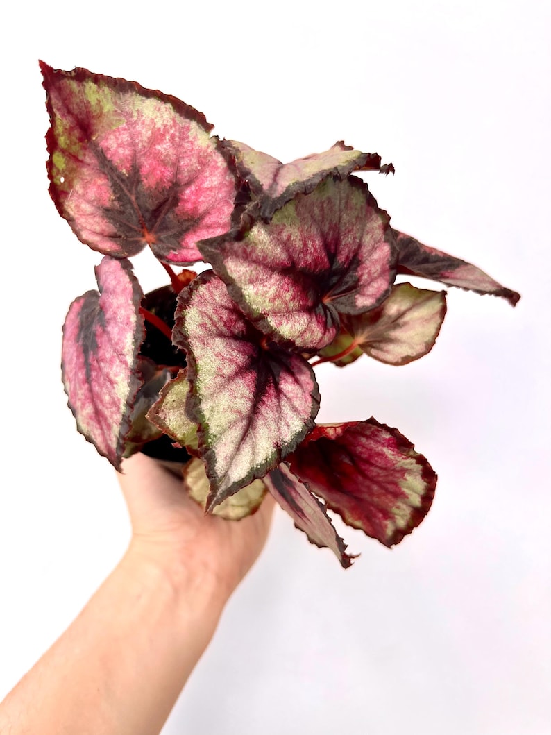 Rex Begonia “black Raspberry” Variegated Cutting - Red/pink/black (rex ...