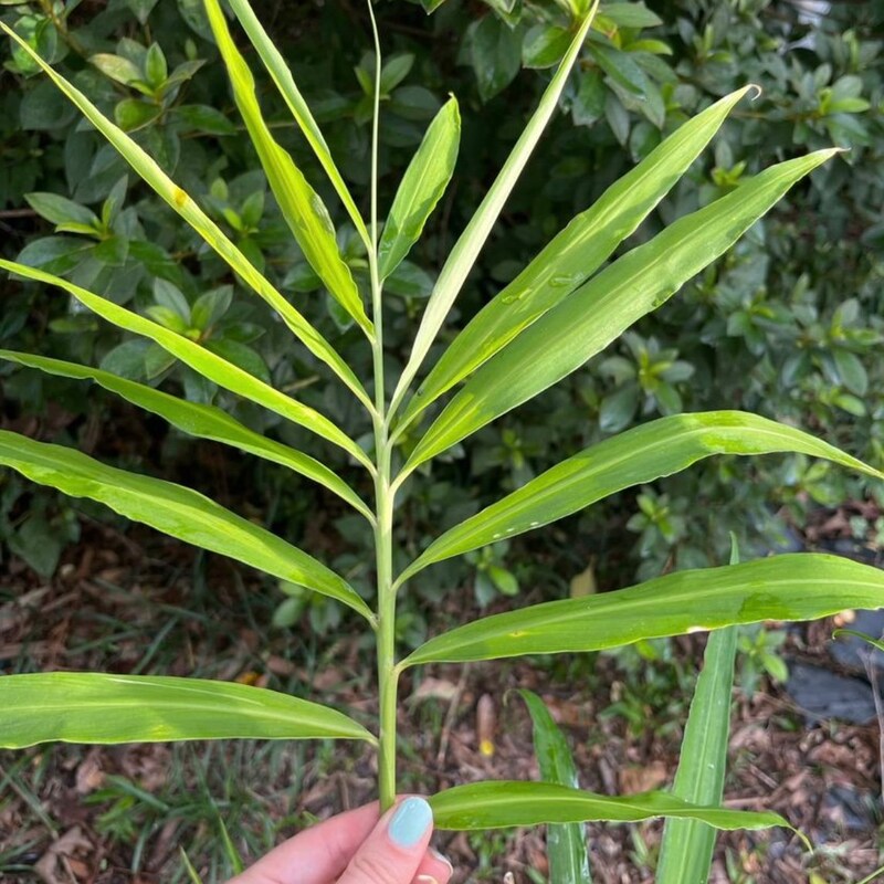 Ginger Plants - Etsy