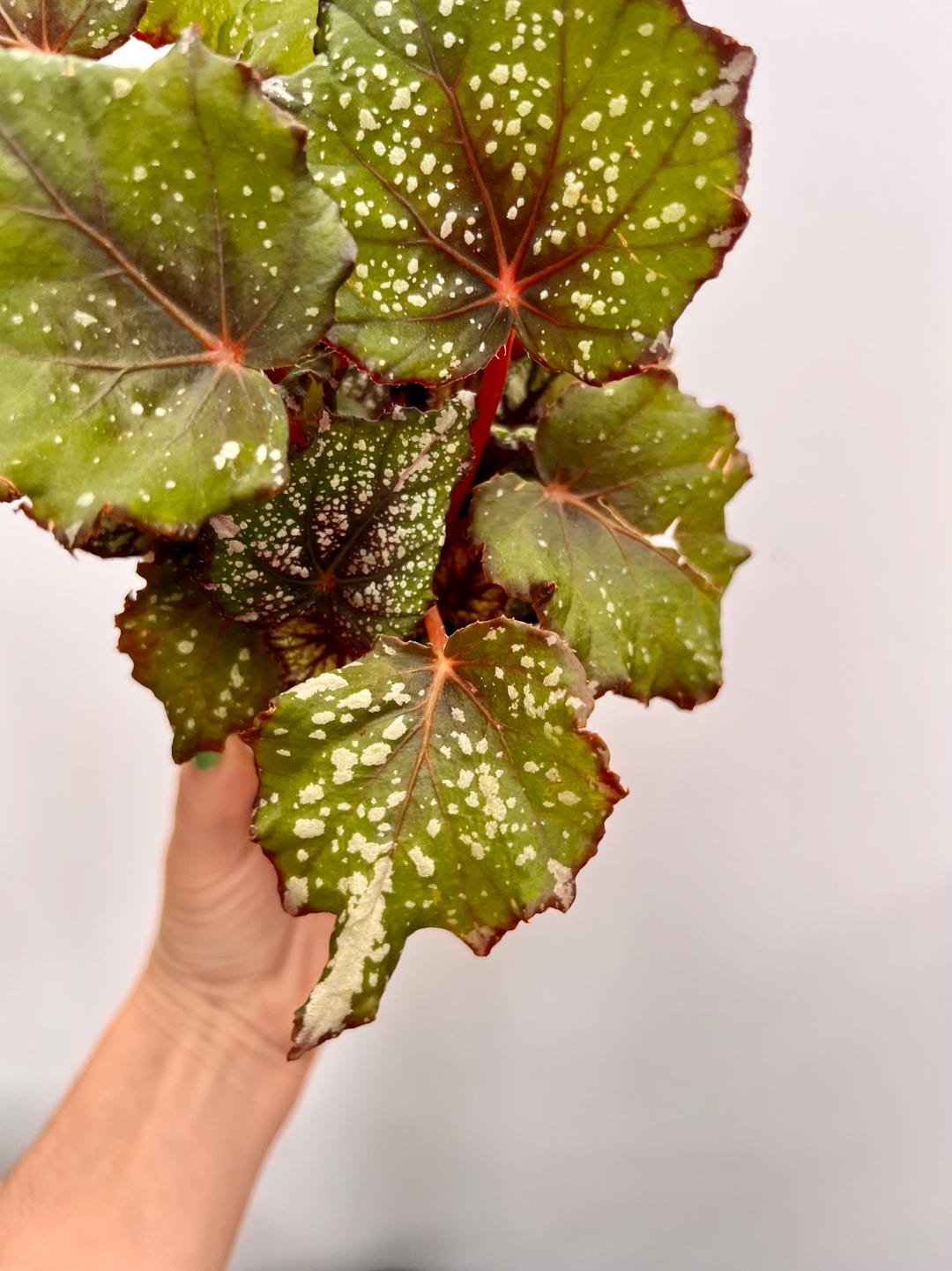 RARE Rex Begonia “african Jungle” Variegated Cuttings Silver/green ...