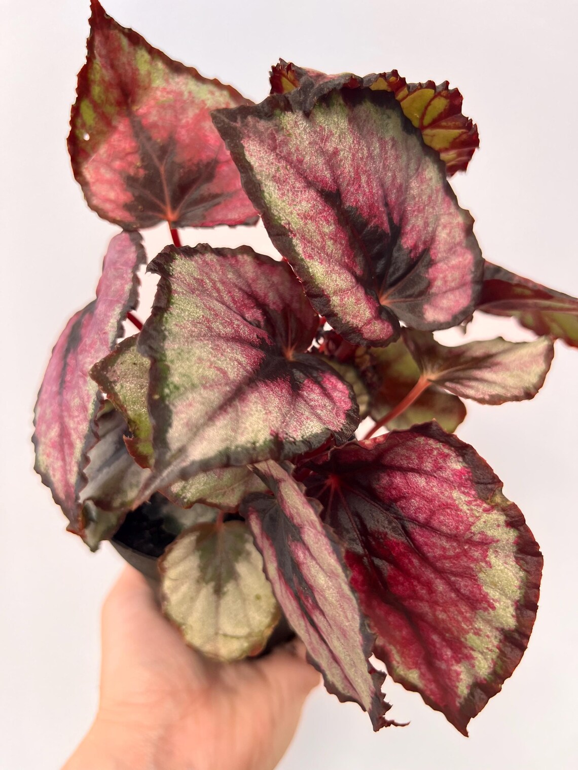 Rex Begonia “black Raspberry” Variegated Cutting - Red/pink/black (rex ...
