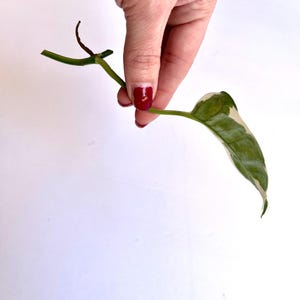 2 - Pearls and Jade Pothos Cutting (scindapsus Pictus) - Trailing/easy ...