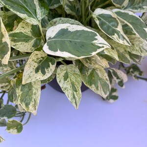 2 - Pearls and Jade Pothos Cutting (scindapsus Pictus) - Trailing/easy ...