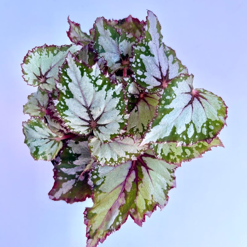 Christmas Begonia Plants - Etsy