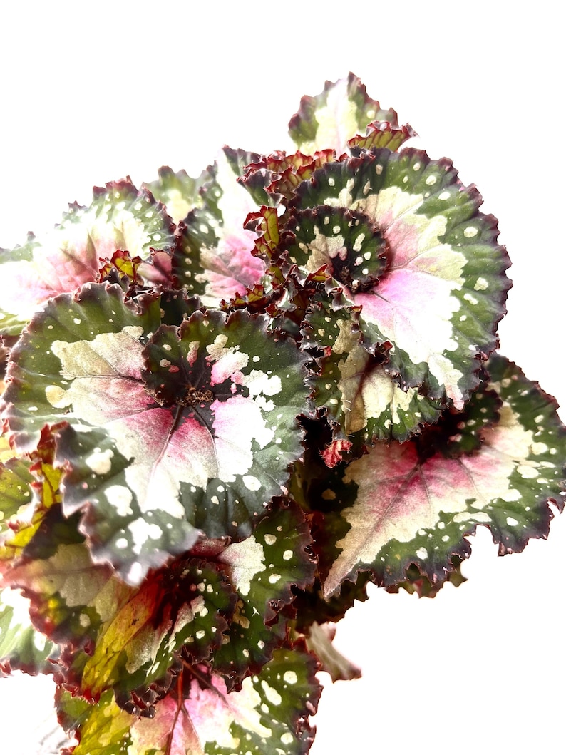 Rex Begonia “escargot Festive Swirl”variegated Cuttings Pink/silver ...