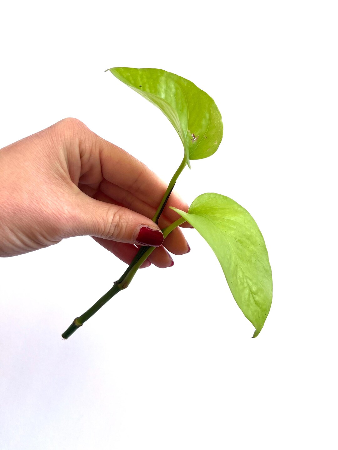 2 Lemon Lime Pothos Cutting (epipremnum Aureus) (golden Pothos) - Etsy