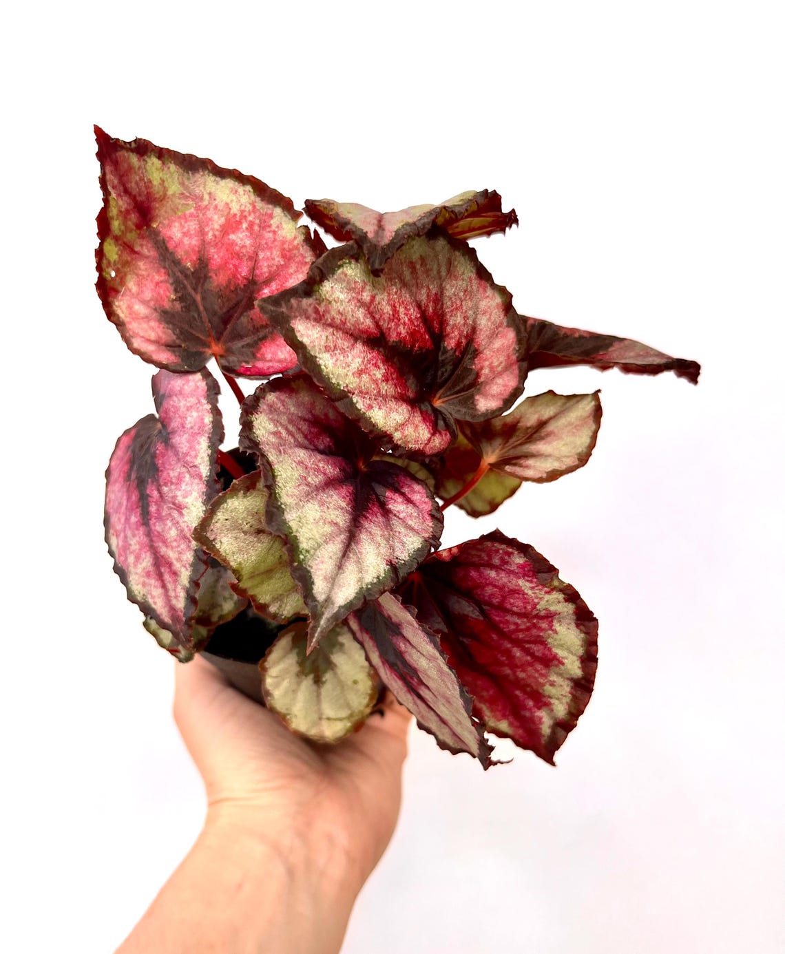 Rex Begonia “black Raspberry” Variegated Cutting - Red/pink/black (rex ...