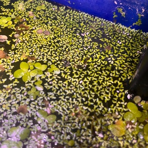 10 Floating Brazilian Watermeal Aquatic Plants - Etsy