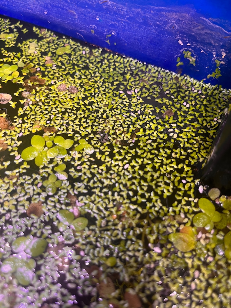 10 Floating Brazilian Watermeal Aquatic Plants - Etsy