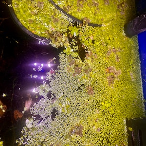 10 Floating Brazilian Watermeal Aquatic Plants - Etsy