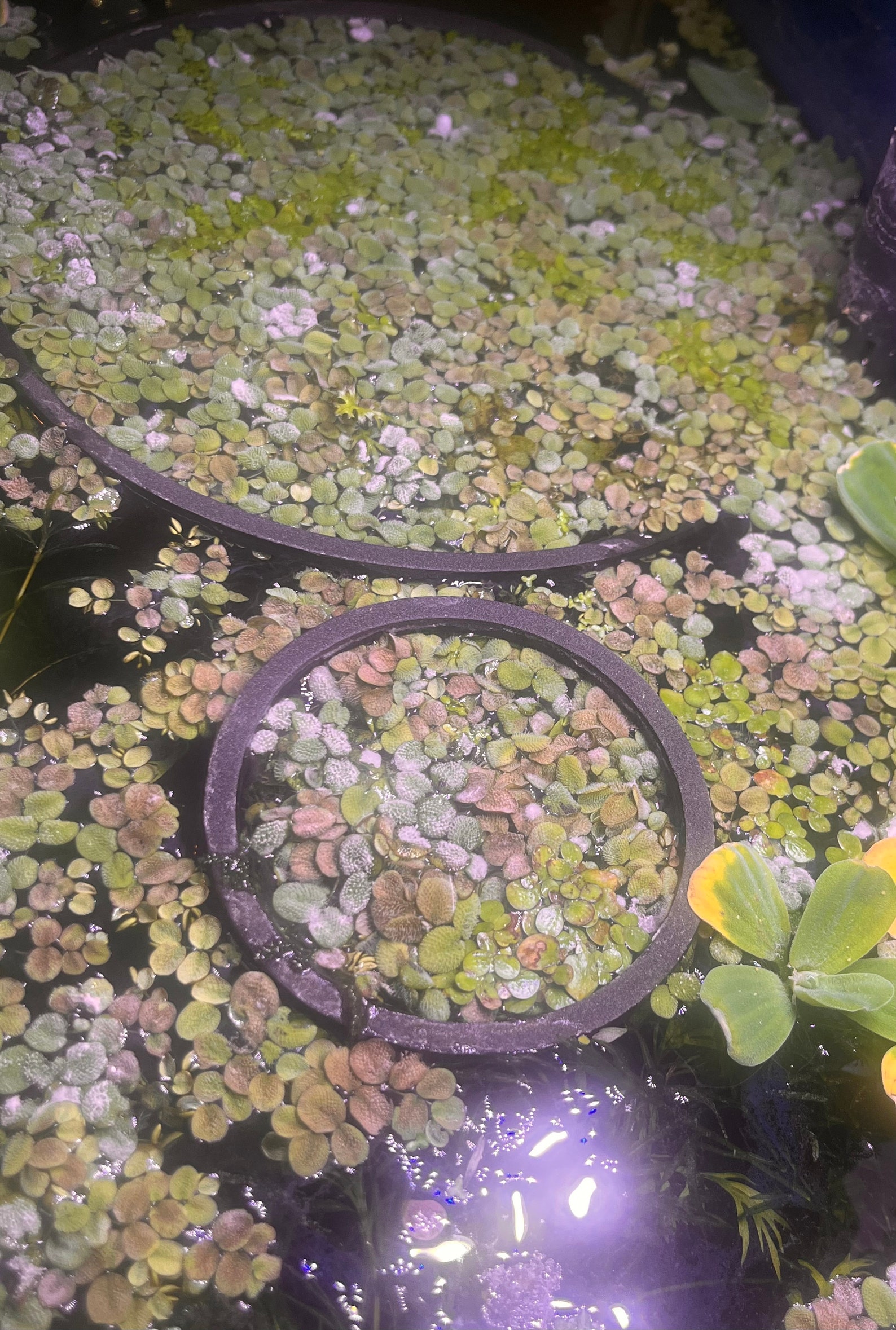 20 Floating Mixed Duckweed and Salvinia Aquatic Plants - Etsy