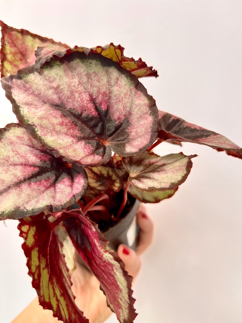 Rex Begonia “black Raspberry” Variegated Cutting - Red/pink/black (rex ...