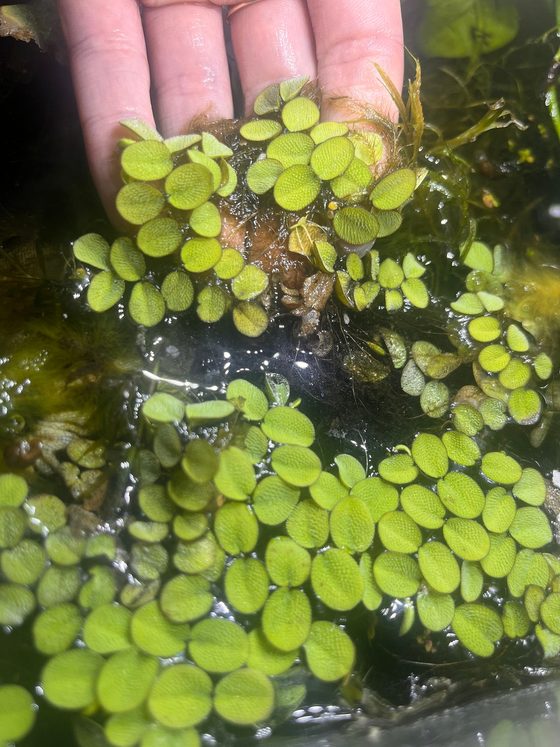20 Floating Mixed Duckweed and Salvinia Aquatic Plants - Etsy