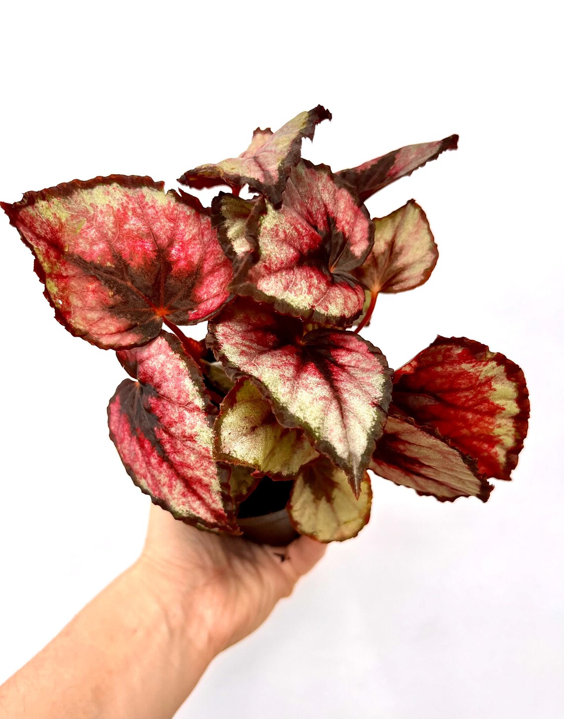 Rex Begonia “black Raspberry” Variegated Cutting - Red/pink/black (rex ...