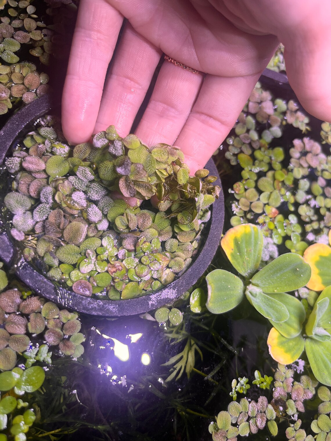 20 Floating Mixed Duckweed and Salvinia Aquatic Plants - Etsy