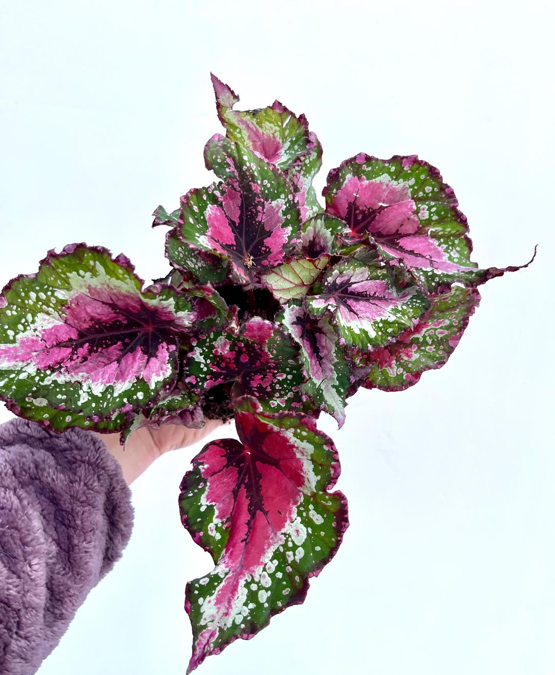 Rex Begonia “watermelon Splash” Variegated Cutting - RARE Variety (rex ...