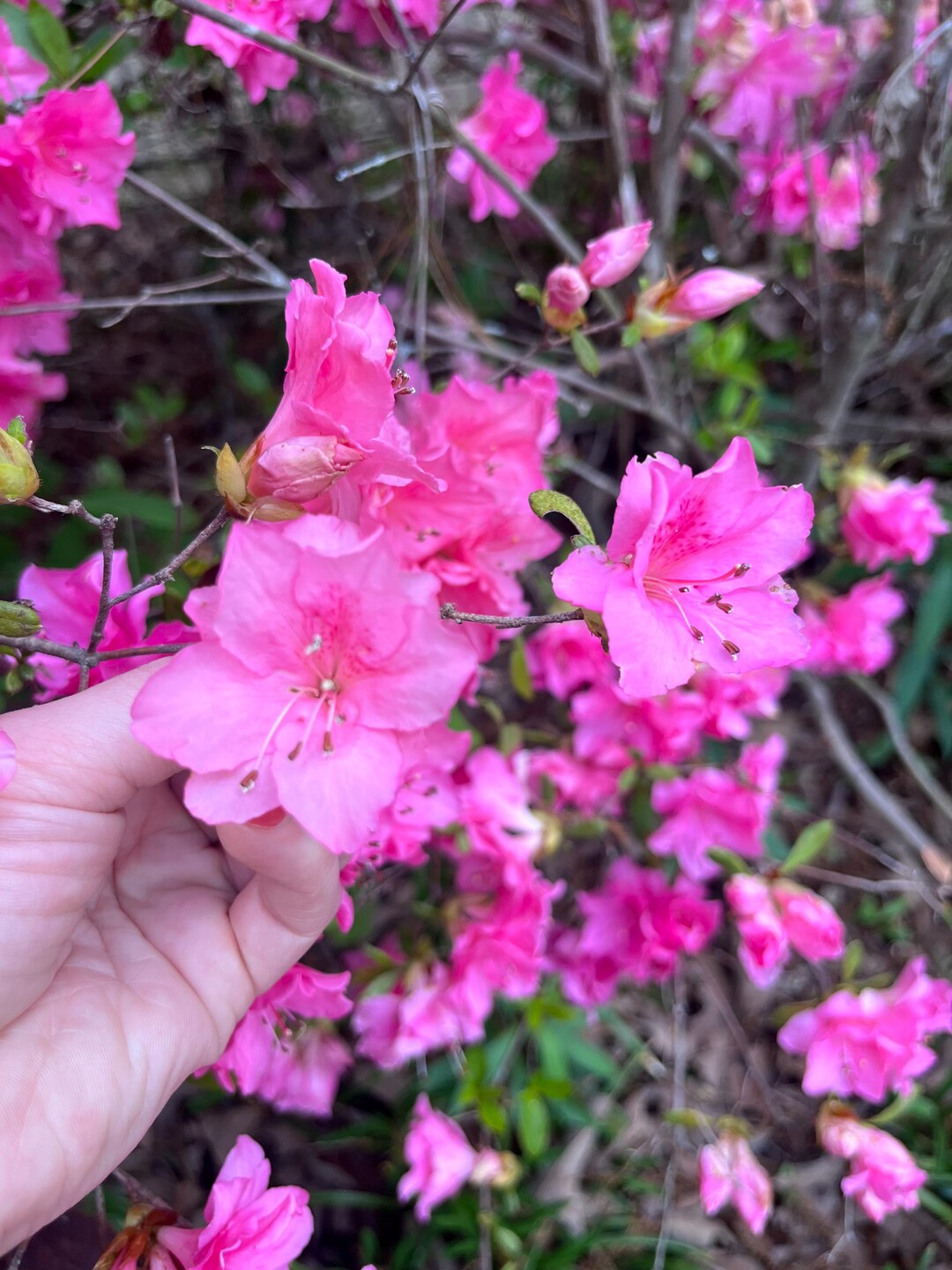 2 Pink Encore Azalea Cuttings (perennial) Blooms All Summer / Low ...