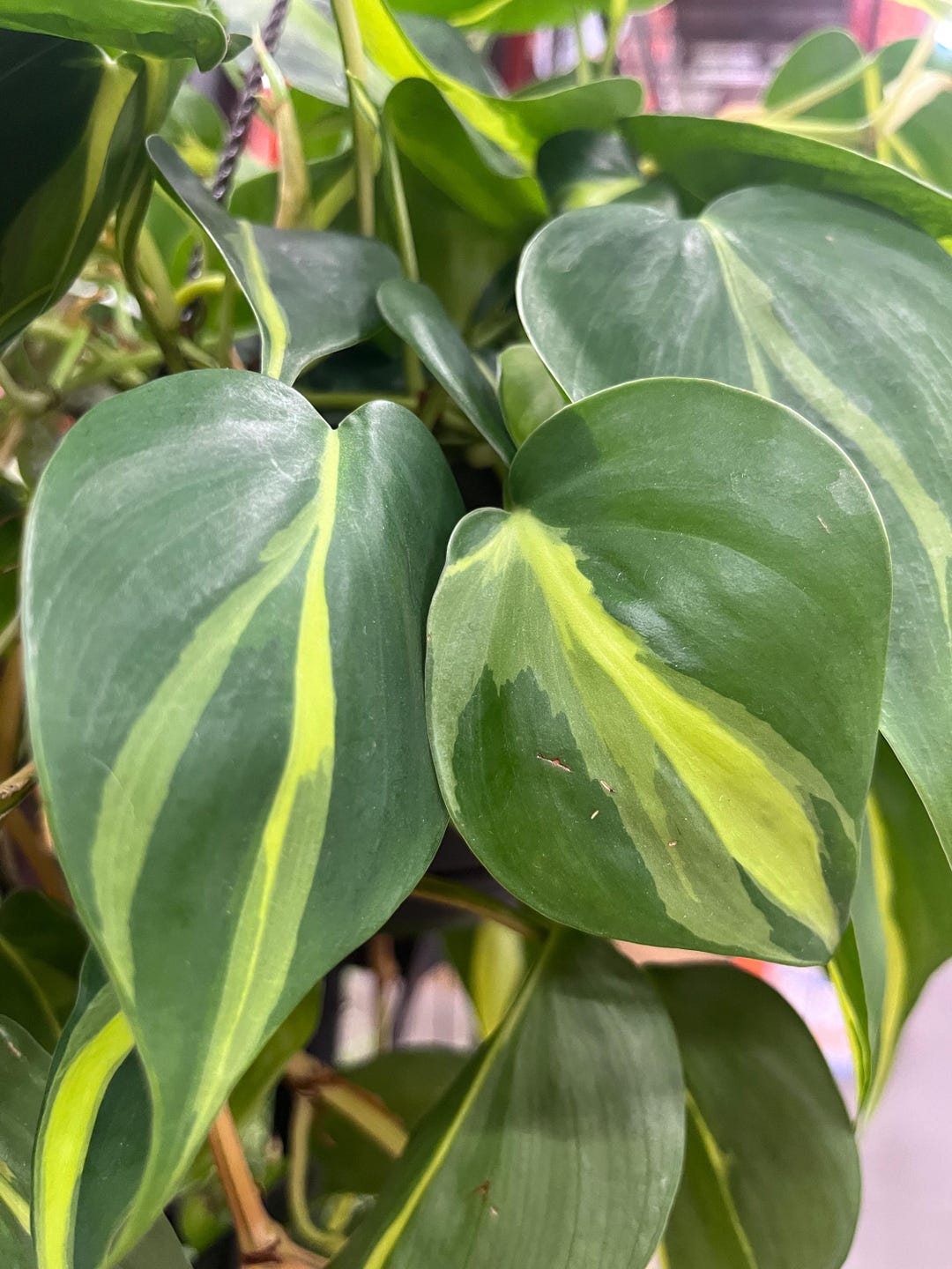 Brasil Philodendron Variegated Heartleaf Plant Cutting Tropical ...