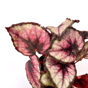 Rex Begonia “black Raspberry” Variegated Cutting - Red/pink/black (rex ...
