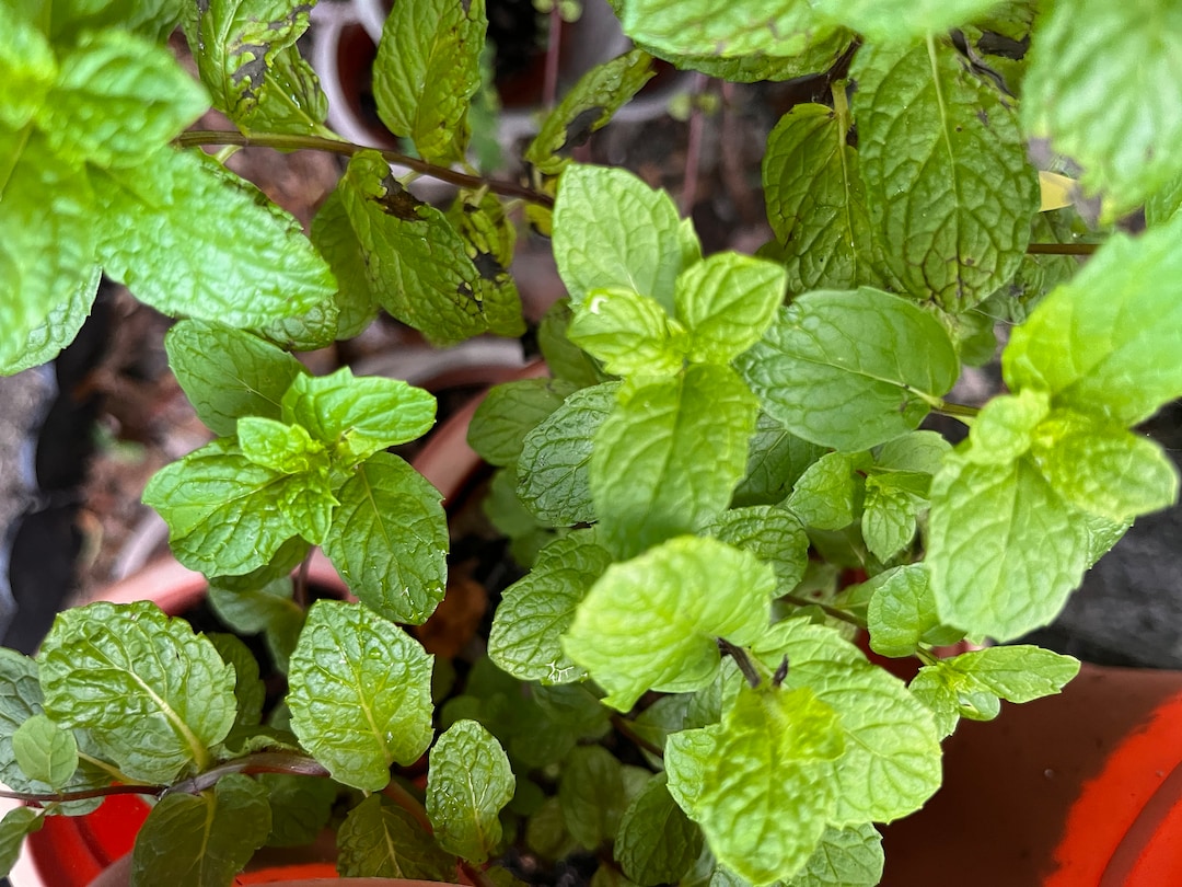 Chocolate Mint Cutting - Rare Variety / Shade Plant / Part Sun / Easy ...