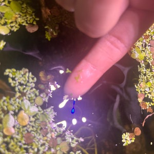 10 Floating Brazilian Watermeal Aquatic Plants - Etsy