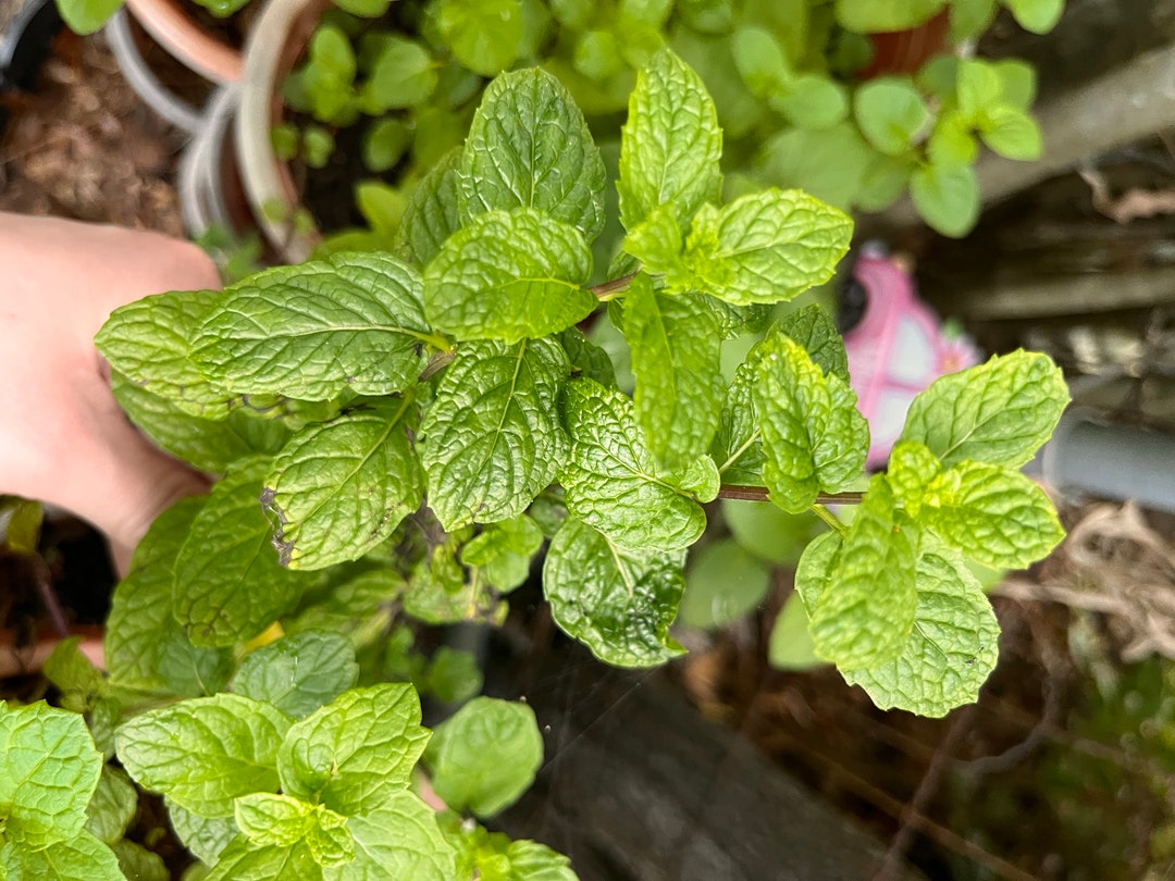 Peppermint Mint Cutting - Etsy