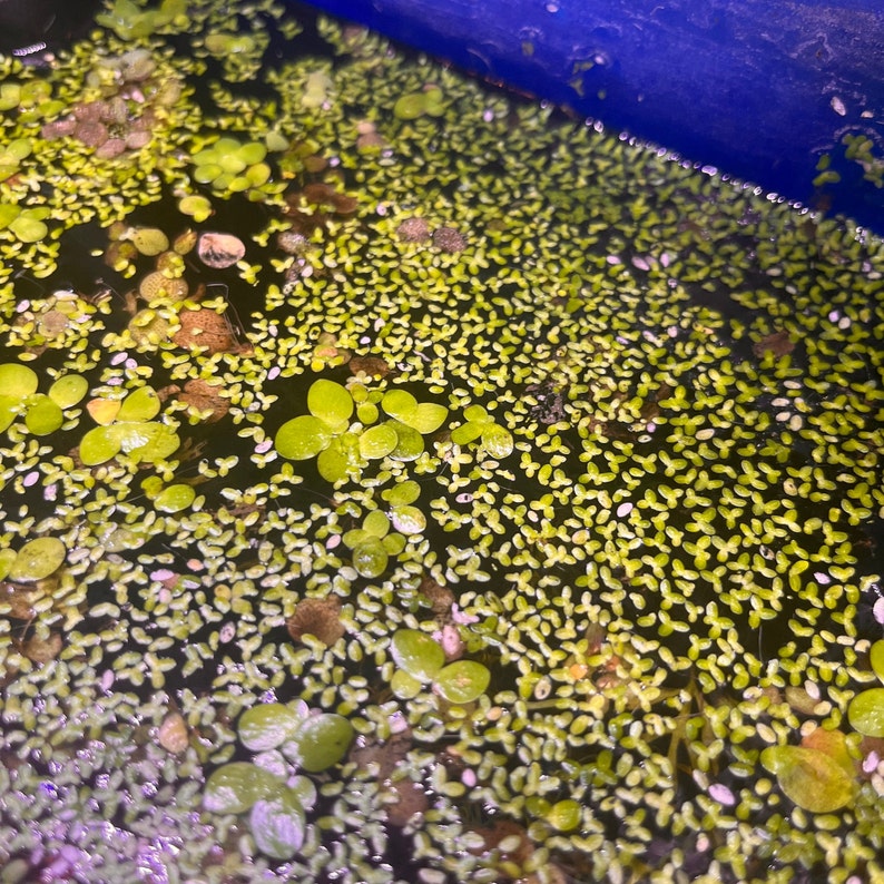 10 Floating Brazilian Watermeal Aquatic Plants - Etsy