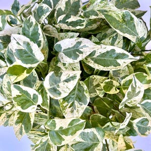 2 - Pearls and Jade Pothos Cutting (scindapsus Pictus) - Trailing/easy ...
