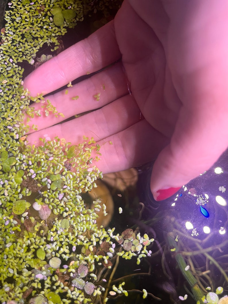 10 Floating Brazilian Watermeal Aquatic Plants - Etsy