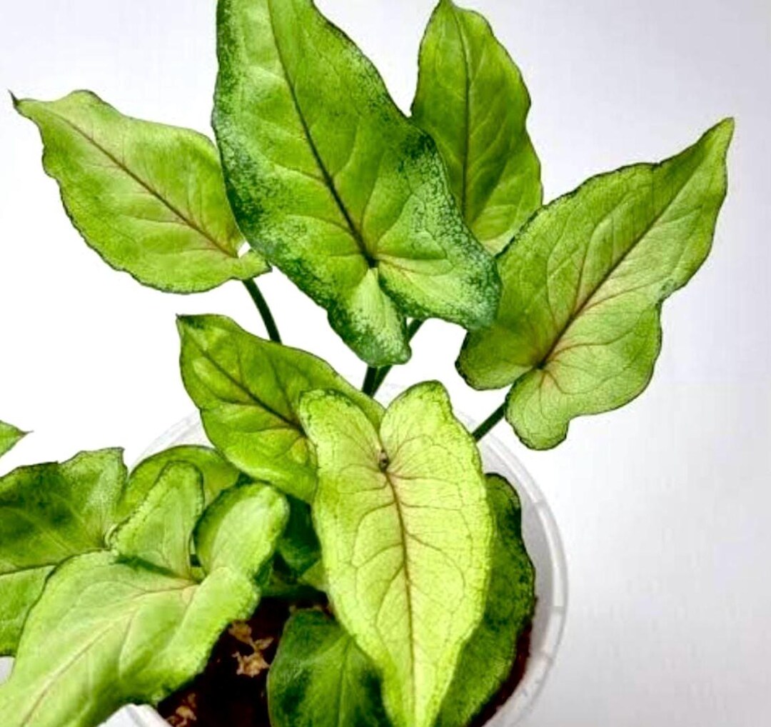 Yami Red Wine / Red Vein Syngonium Starter Plant (syngonium ...