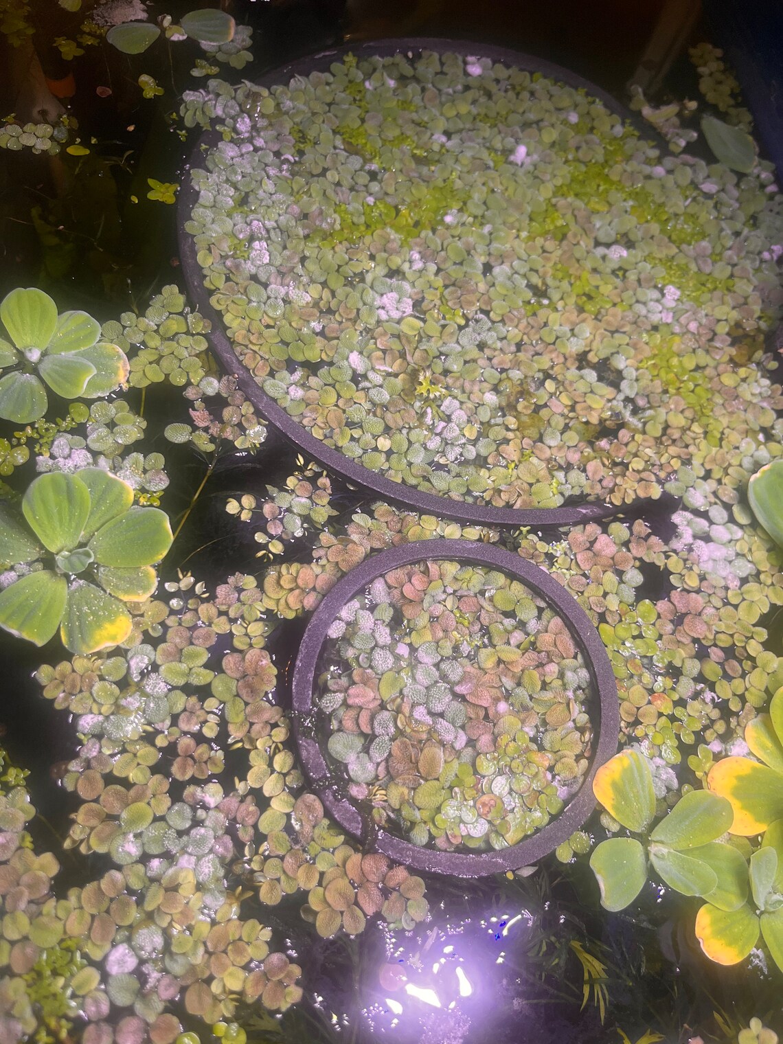 20 Floating Mixed Duckweed and Salvinia Aquatic Plants - Etsy