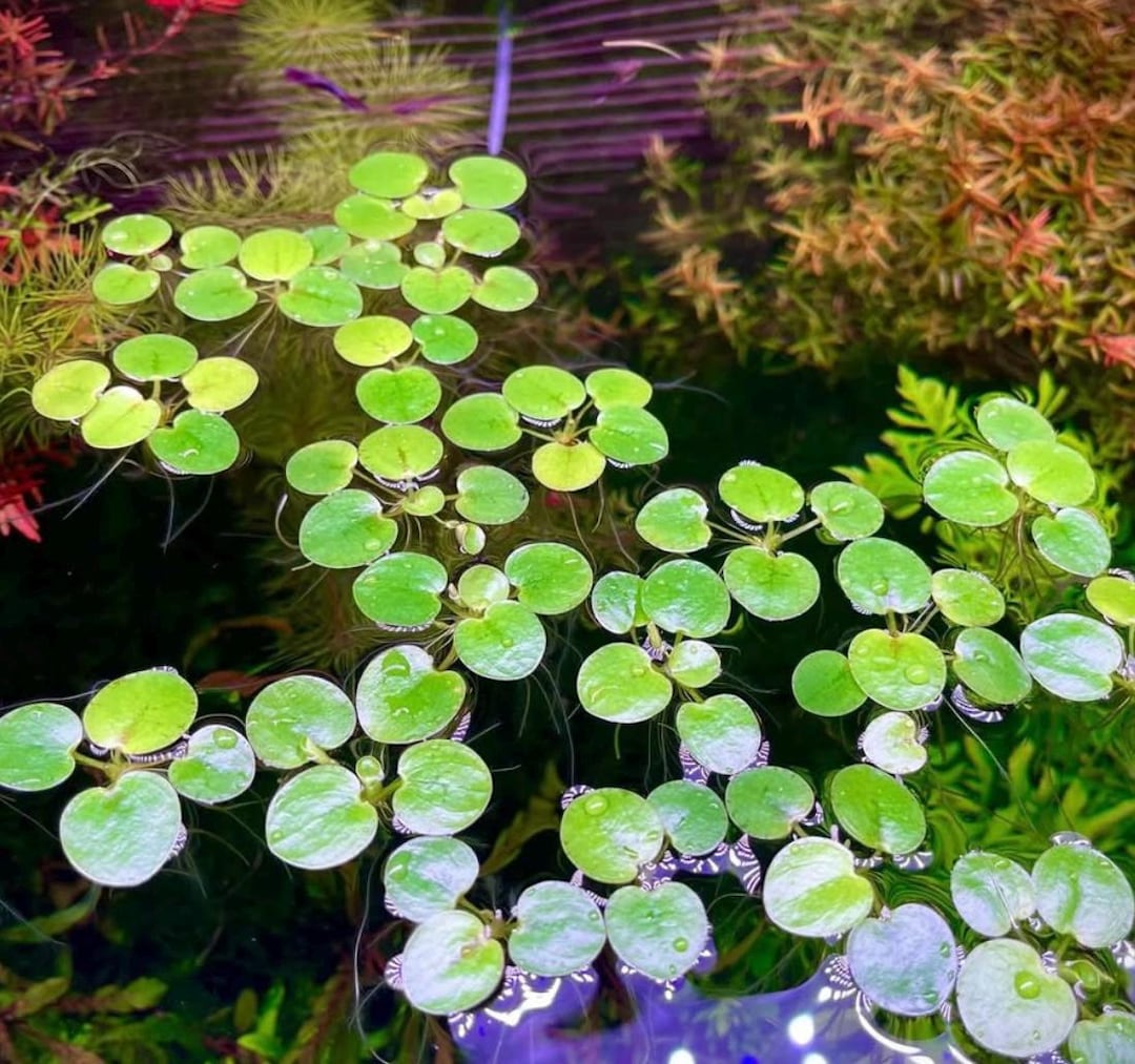 3 Frogbit Floating Pond Plants / Nitrate Remover - Etsy