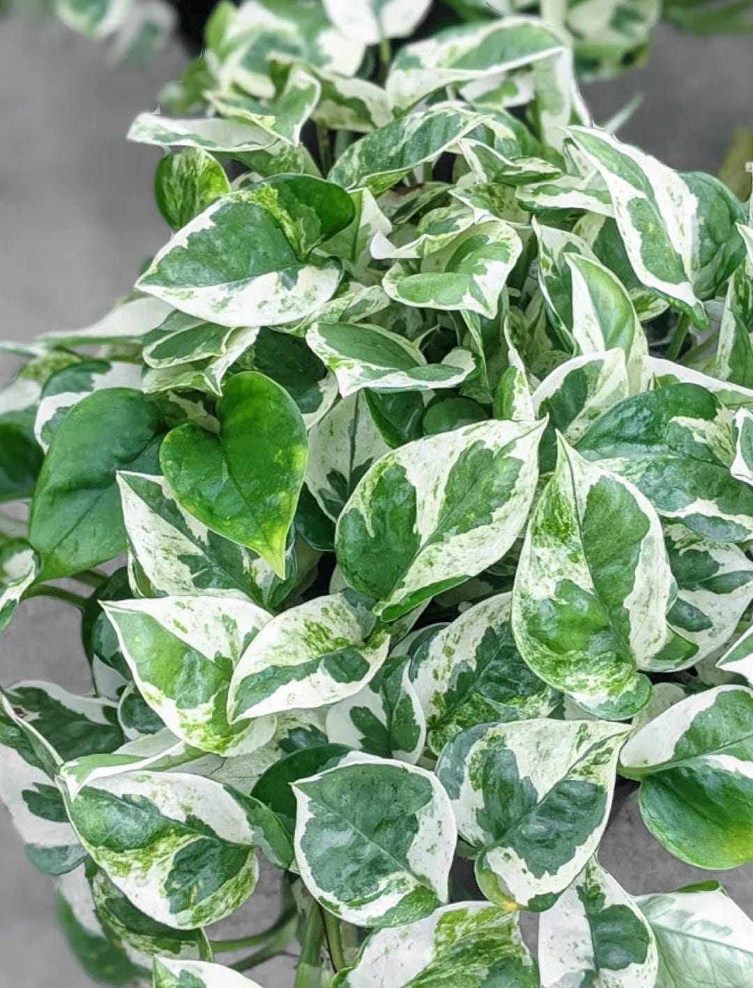 2 - Pearls and Jade Pothos Cutting (scindapsus Pictus) - Trailing/easy ...