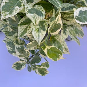 2 - Pearls and Jade Pothos Cutting (scindapsus Pictus) - Trailing/easy ...