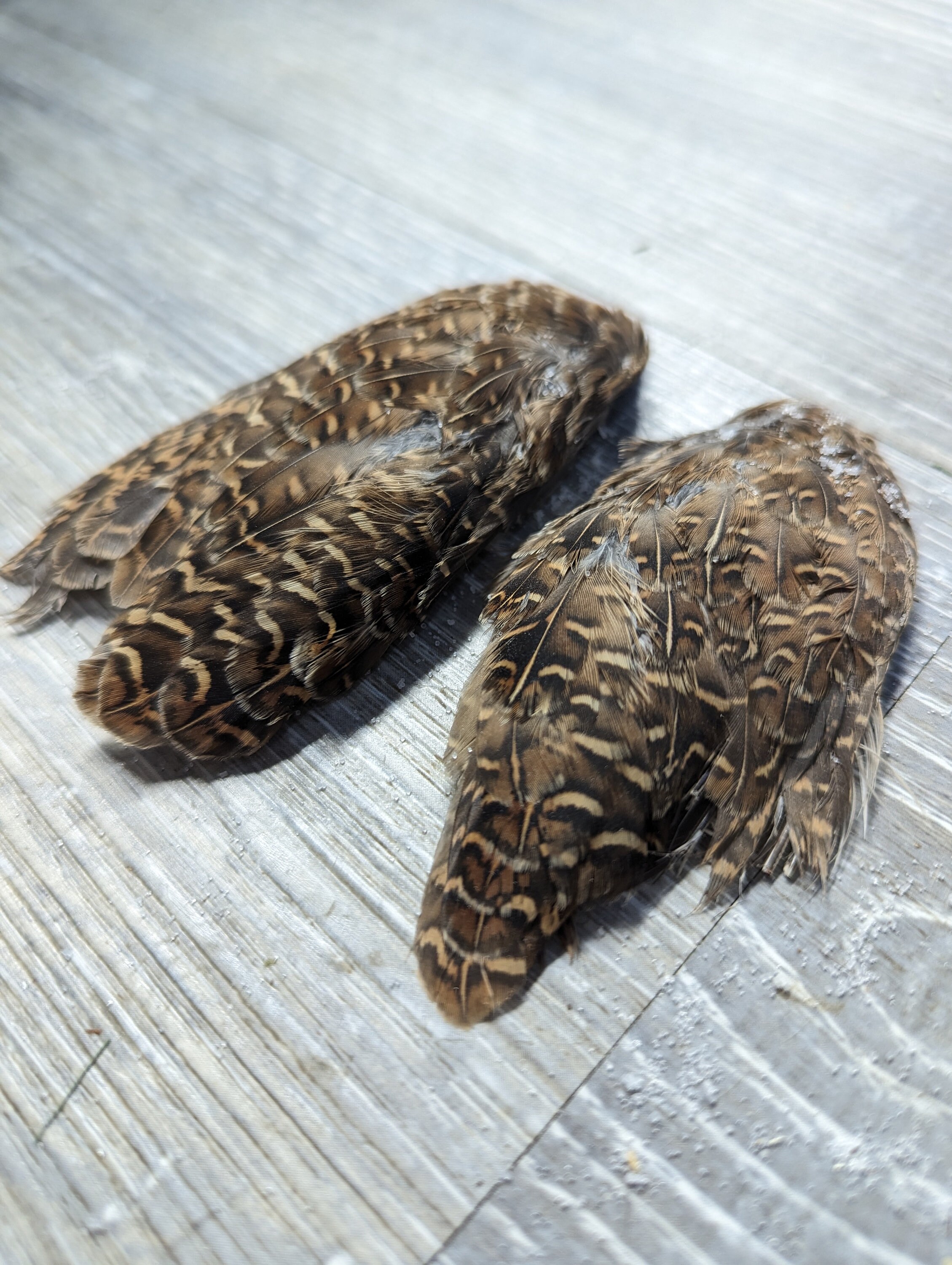 Quail Wings - Etsy