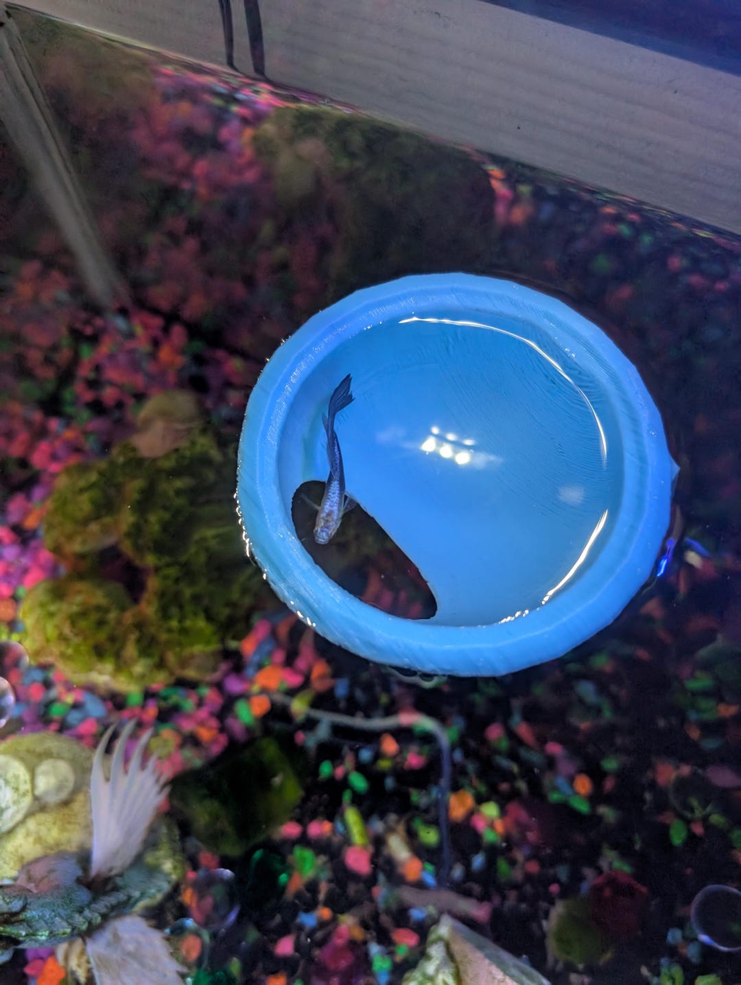 Custom Floating Fish Tank Hide – Personalized Aquarium Decoration (up ...