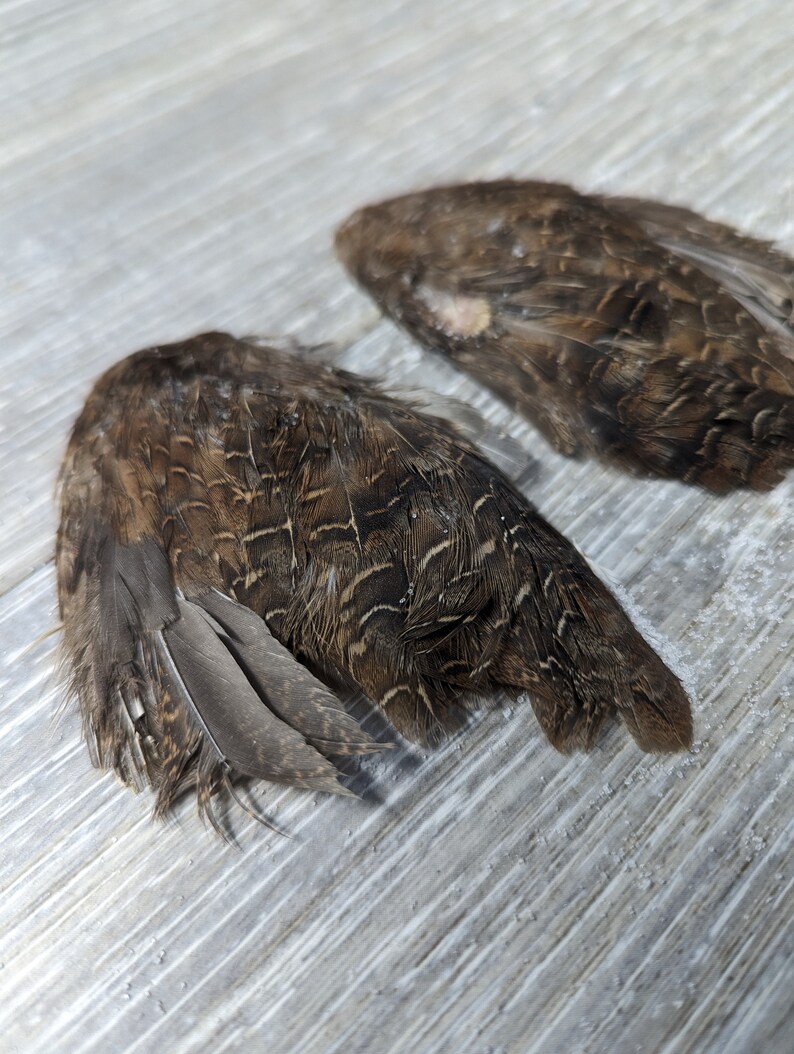 Quail Wings - Etsy