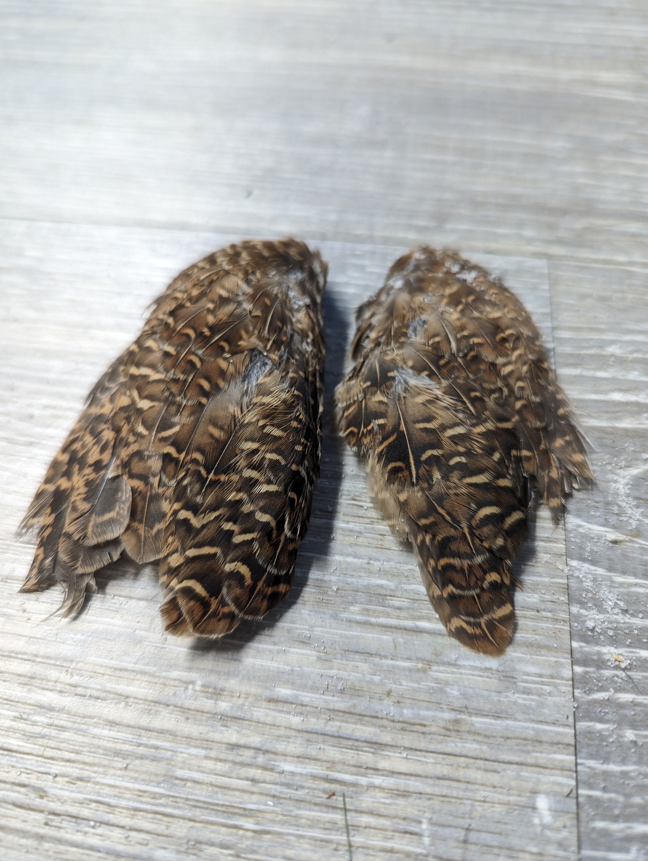 Quail Wings - Etsy