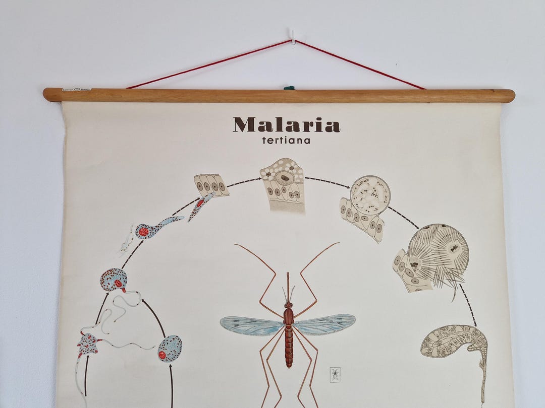 Vintage School Chart Malaria Cycle - Etsy