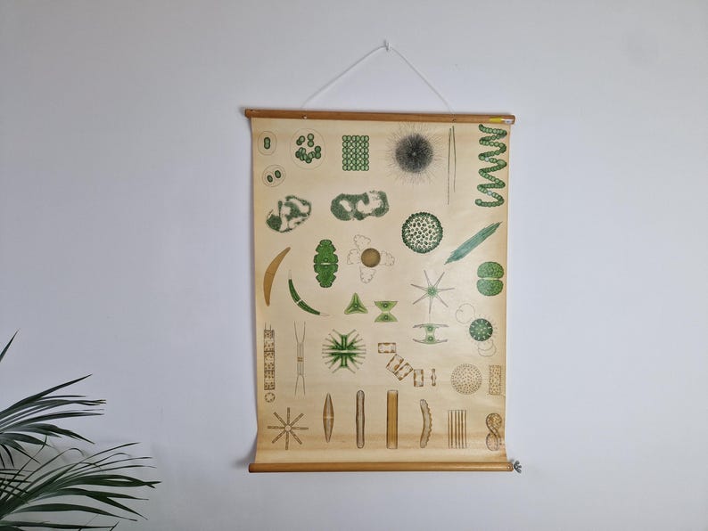 Vintage School Poster - Microorganisms - Etsy