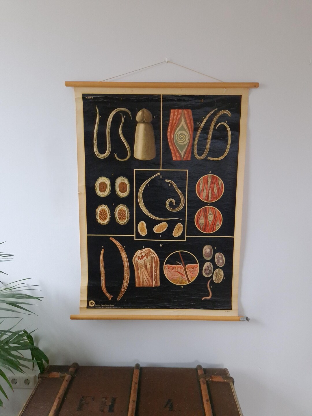 Anatomical School Chart - Intestinal Parasites - Etsy UK