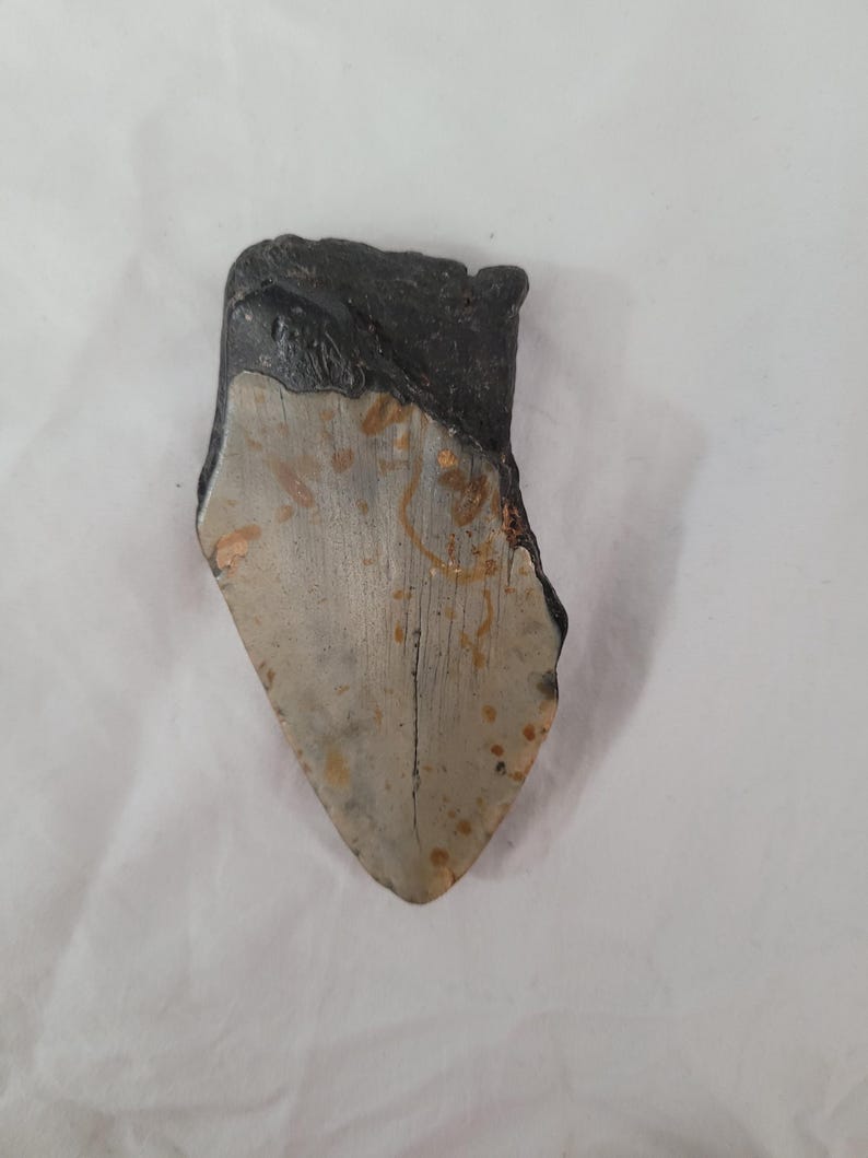 Fossil Megalodon Shark Tooth From the Outer Banks 3.5 Inch - Etsy