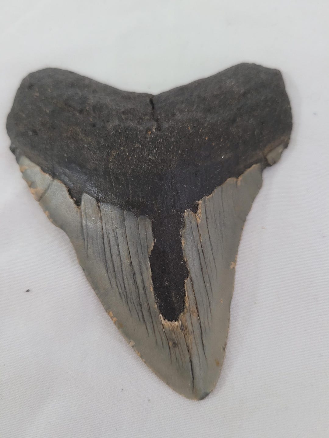 Megalodon Prehistoric Shark Tooth FOSSIL From the Outer Banks 3.25" - Etsy