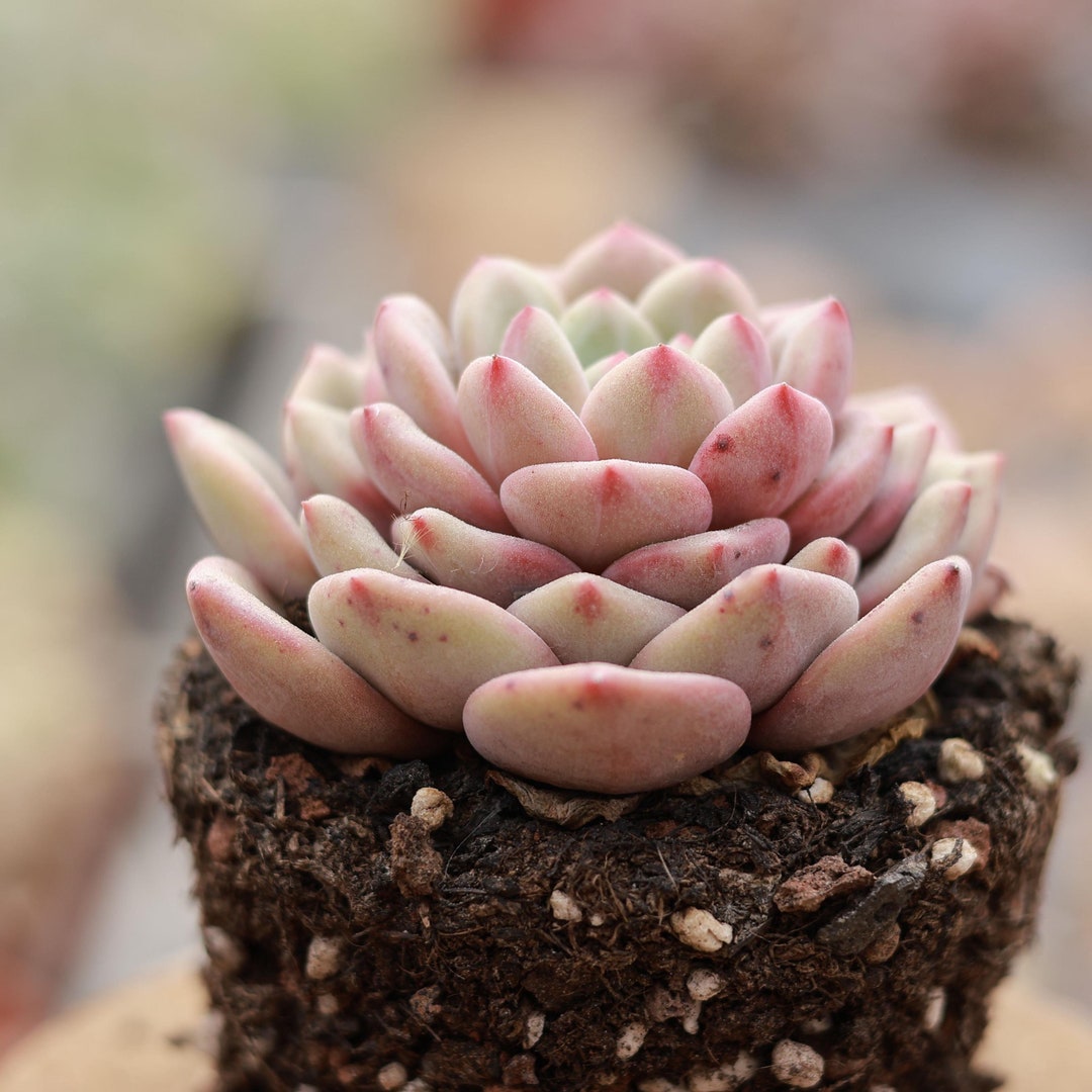 Succulents-echeveria Ariel,beautiful Rare Plants - Etsy