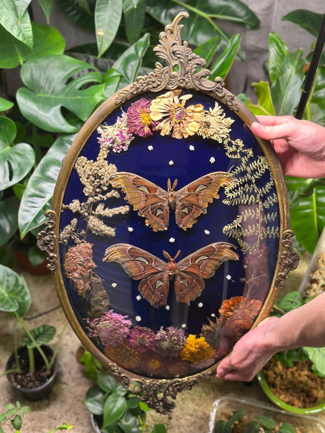 Large Atlas Moth Framed Art - Etsy