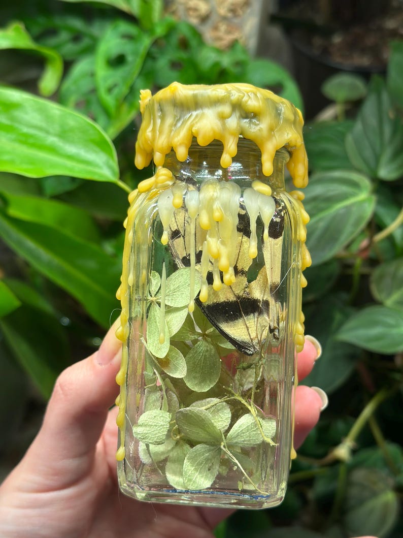 Oddity Jar With Bones and Butterfly Wings - Etsy