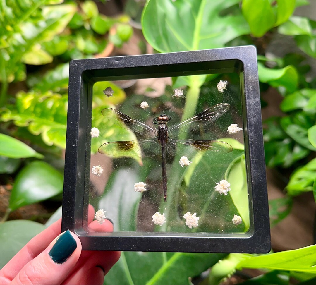 Clearveiw Display Frame With Insects and Reptiles - Etsy