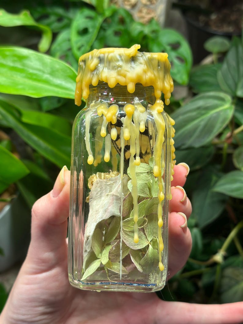 Oddity Jar With Bones and Butterfly Wings - Etsy