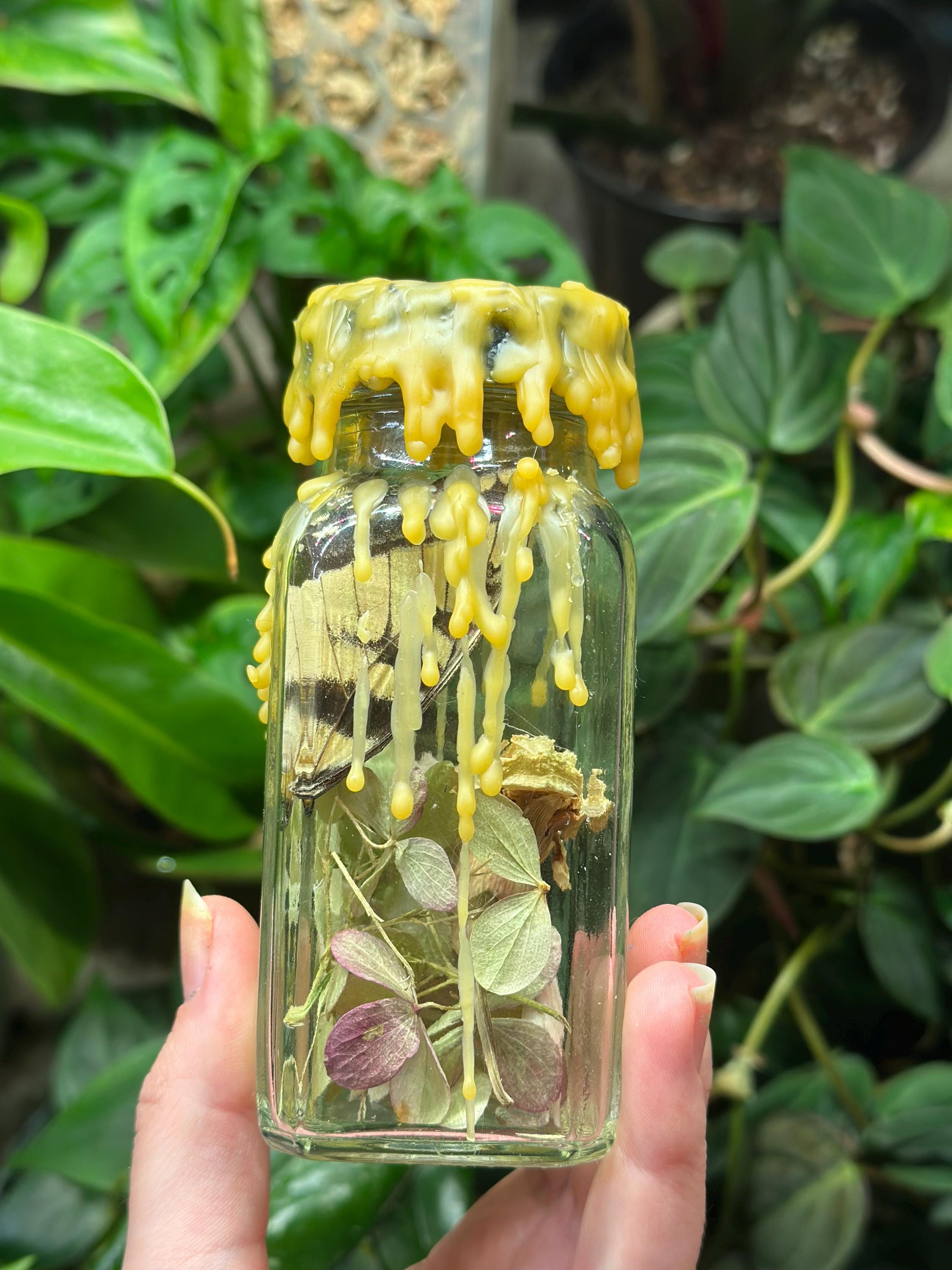 Oddity Jar With Bones and Butterfly Wings - Etsy