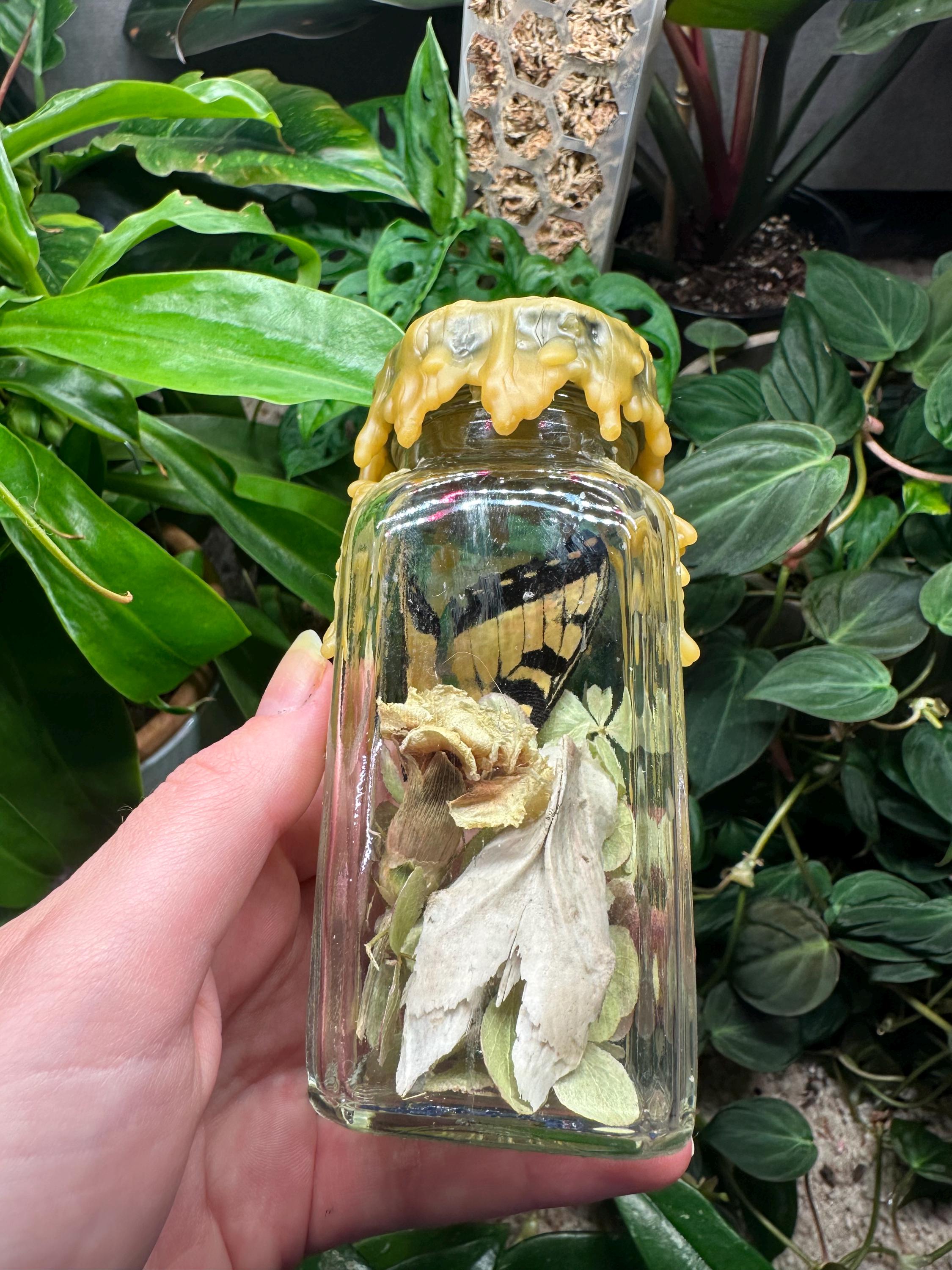 Oddity Jar With Bones and Butterfly Wings - Etsy